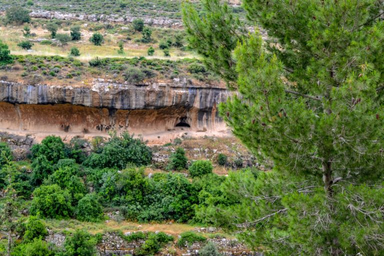 Palestine: Land of Olives and Vines – Cultural Landscape of Southern ...