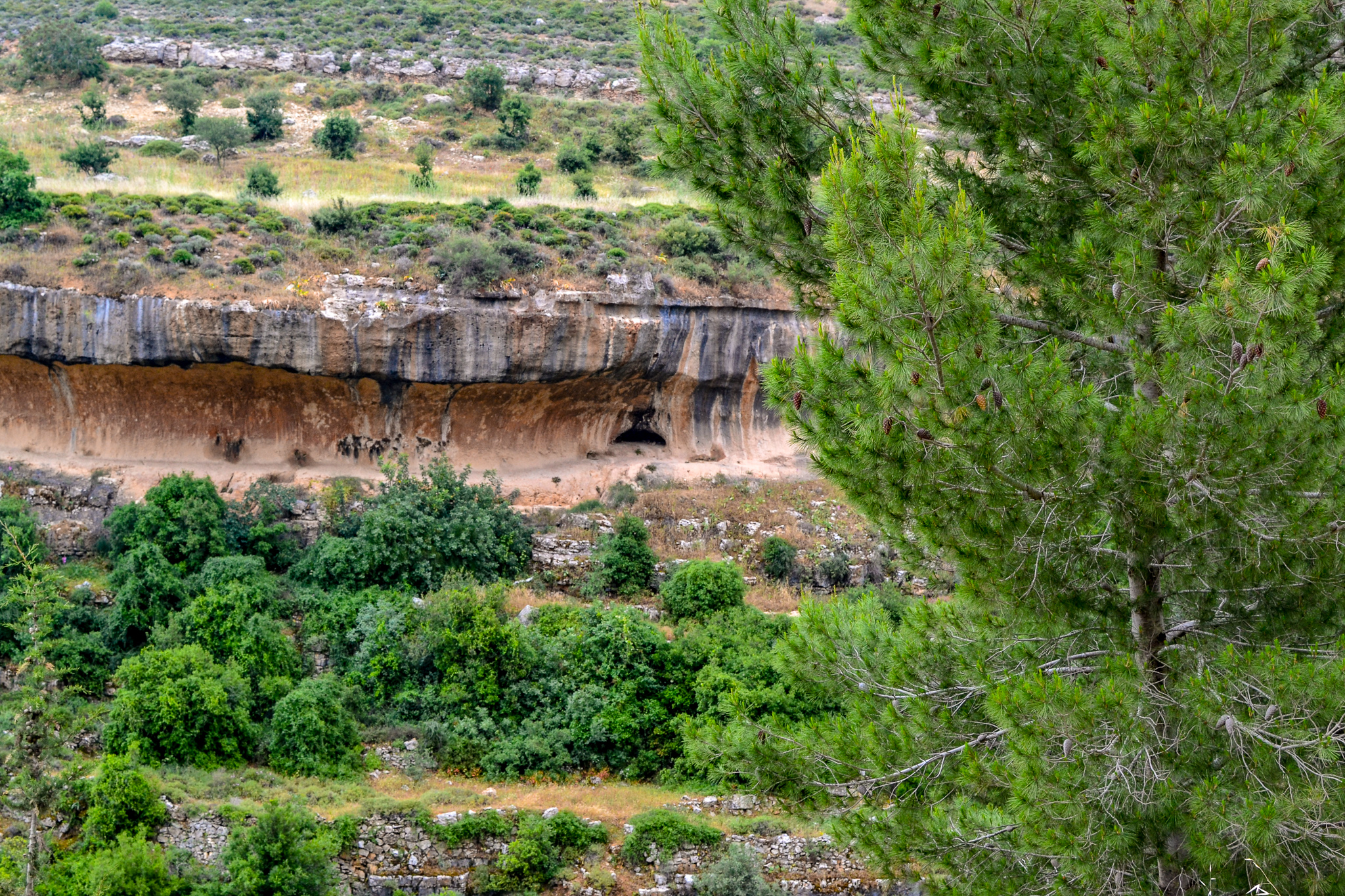 Palestine: Land of Olives and Vines – Cultural Landscape of Southern ...